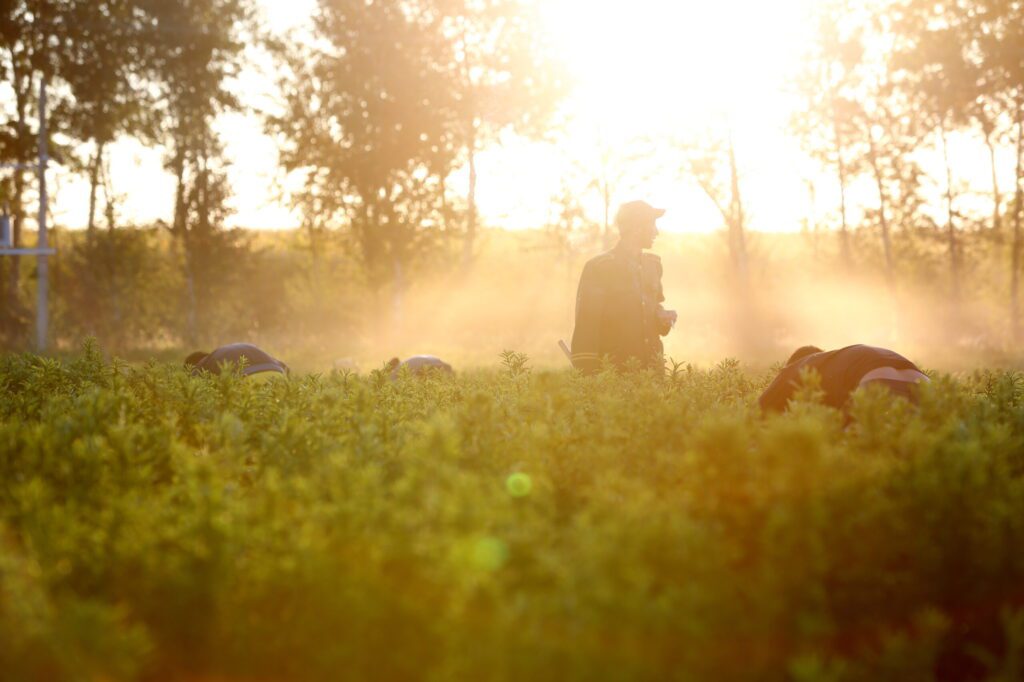 HOWTIAN Achieves Industry's Highest Reb A Stevia Yield Ever